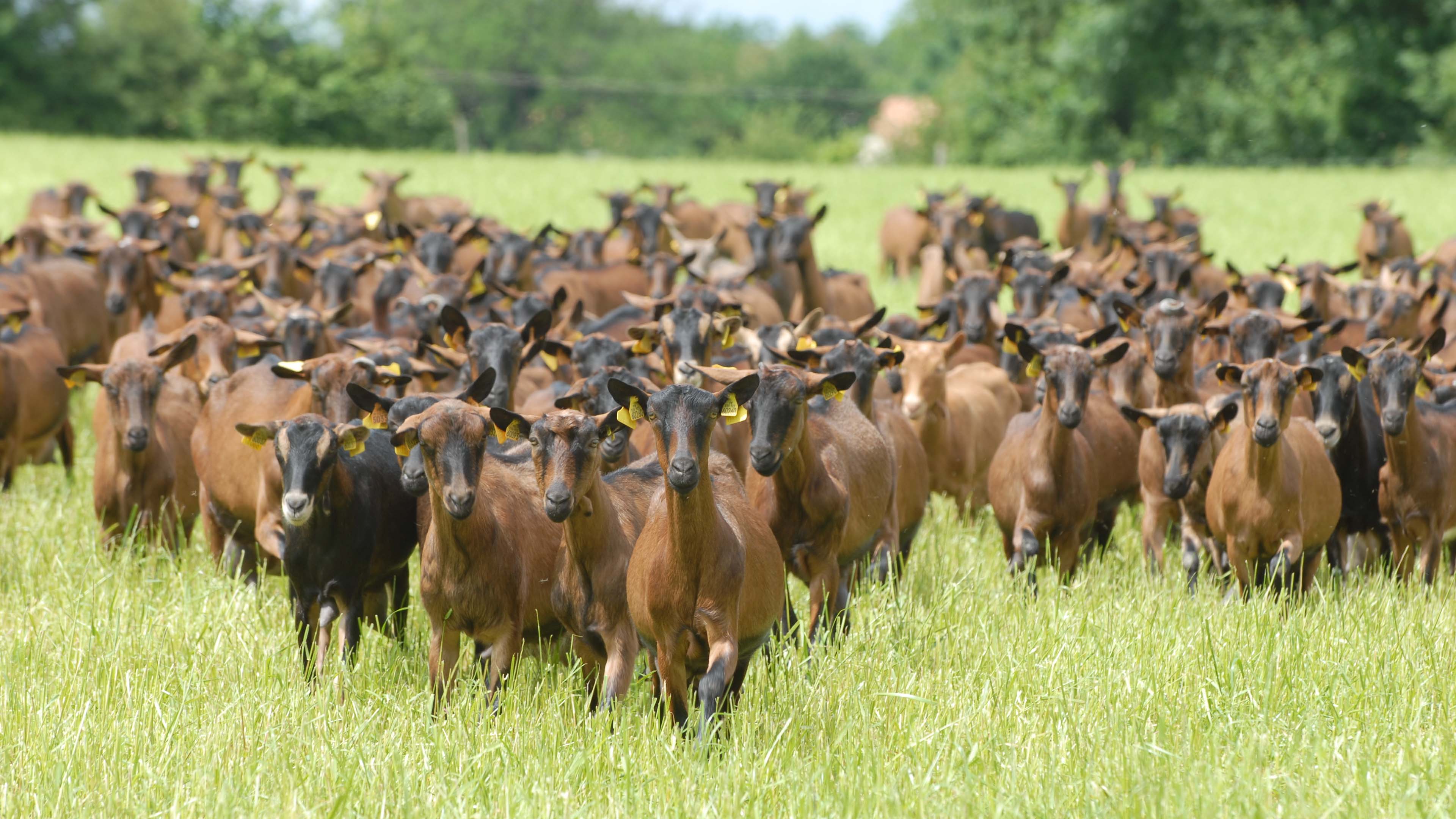 Filière caprine : une feuille de route pour la transition ...